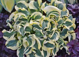 Midwest Regional Hosta Society - AHGA HOY Page